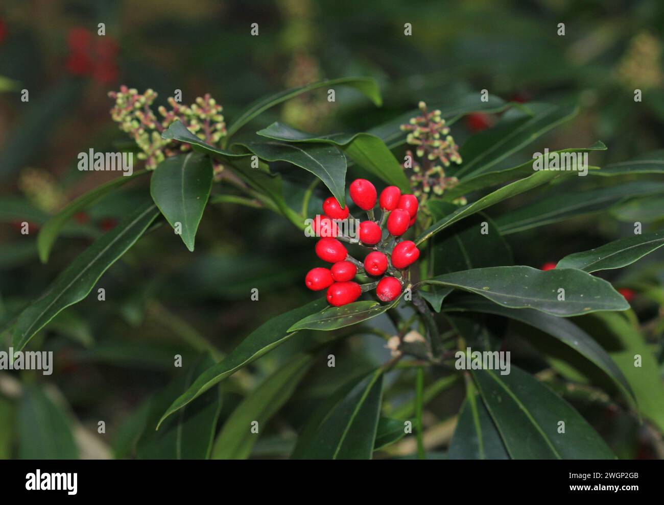 A close up of Skimmia japonica Reevesiana in berry Stock Photo - Alamy