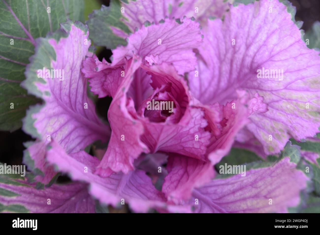 Plante décorative violette en forme de choux Stock Photo - Alamy