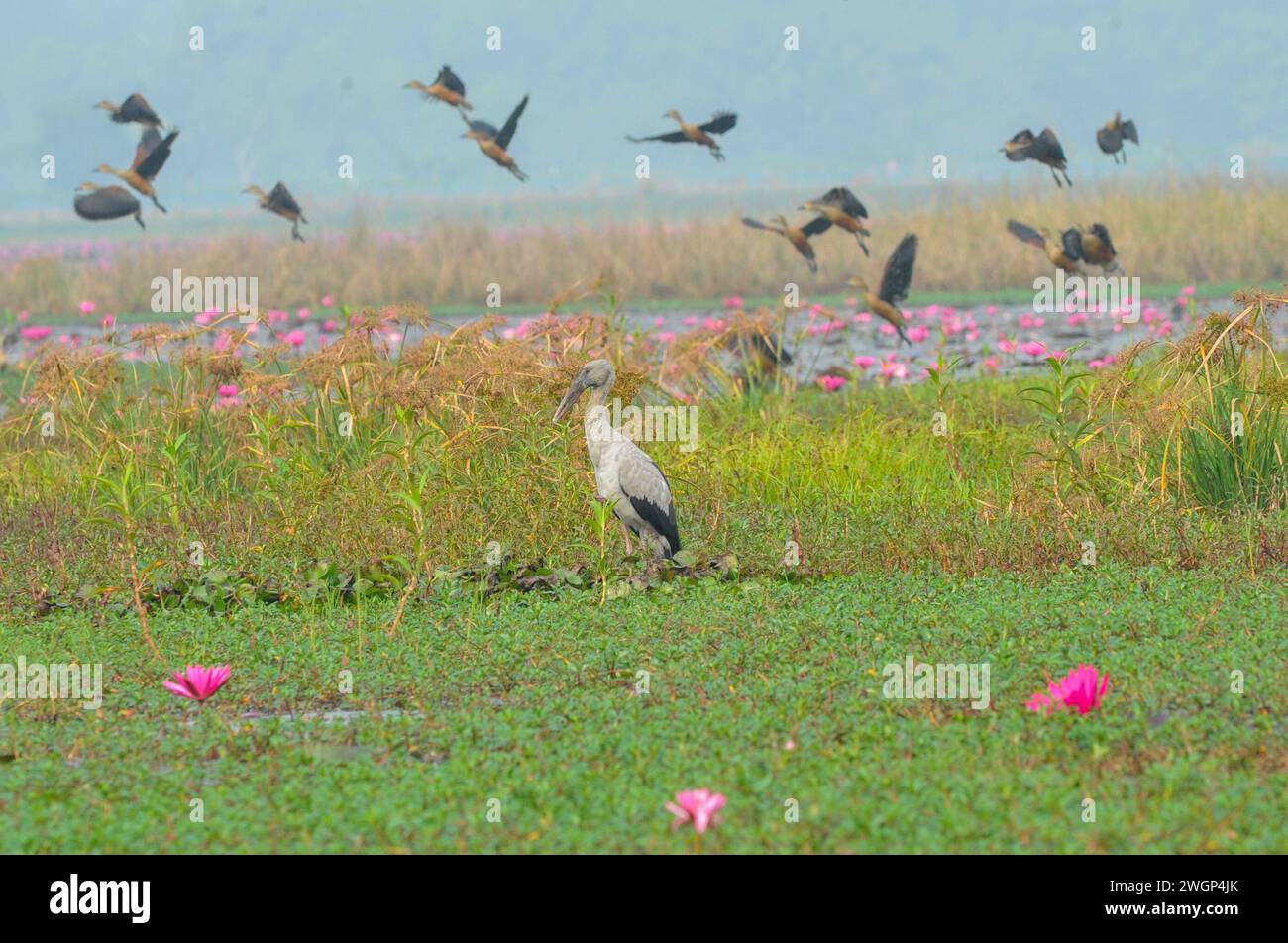 Dibir haor hi-res stock photography and images - Alamy