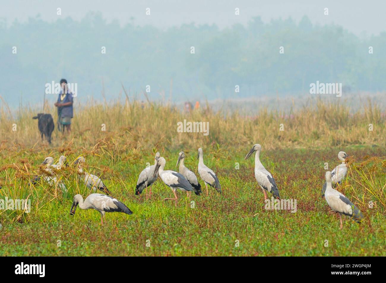 Syconidae hi-res stock photography and images - Alamy