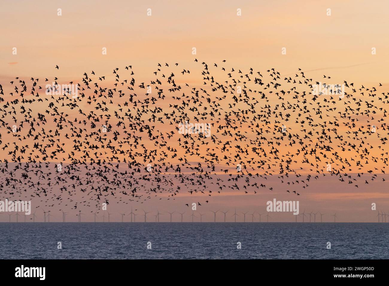 Starlings murmurate uk hi-res stock photography and images - Alamy