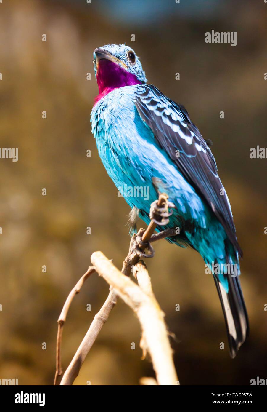 Spangled plumage hi-res stock photography and images - Alamy