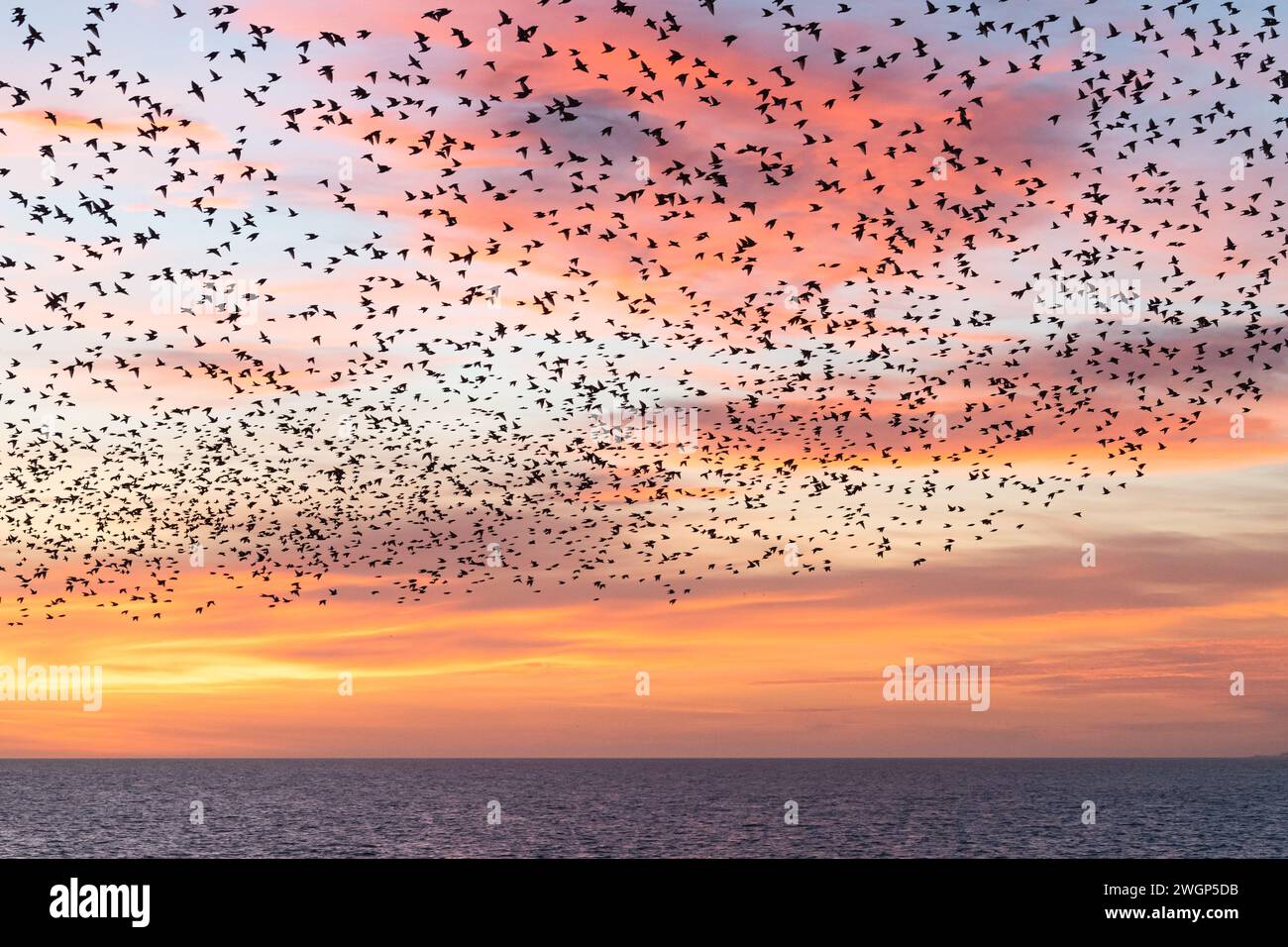 Starling murmuration display at sunset as seen from Brighton Palace ...