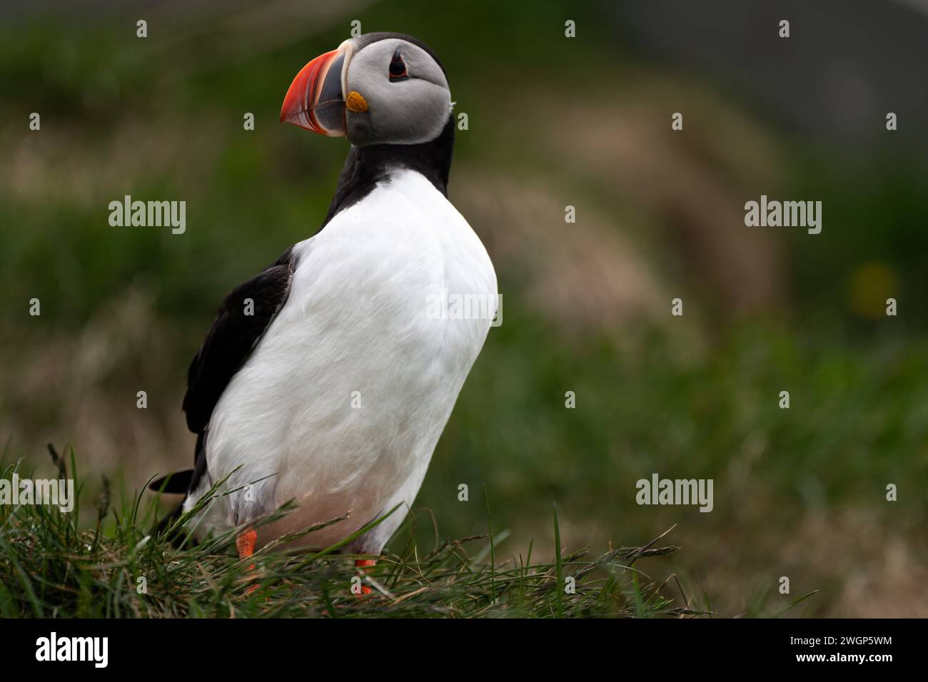 Puffin bird sanctuary hi-res stock photography and images - Alamy