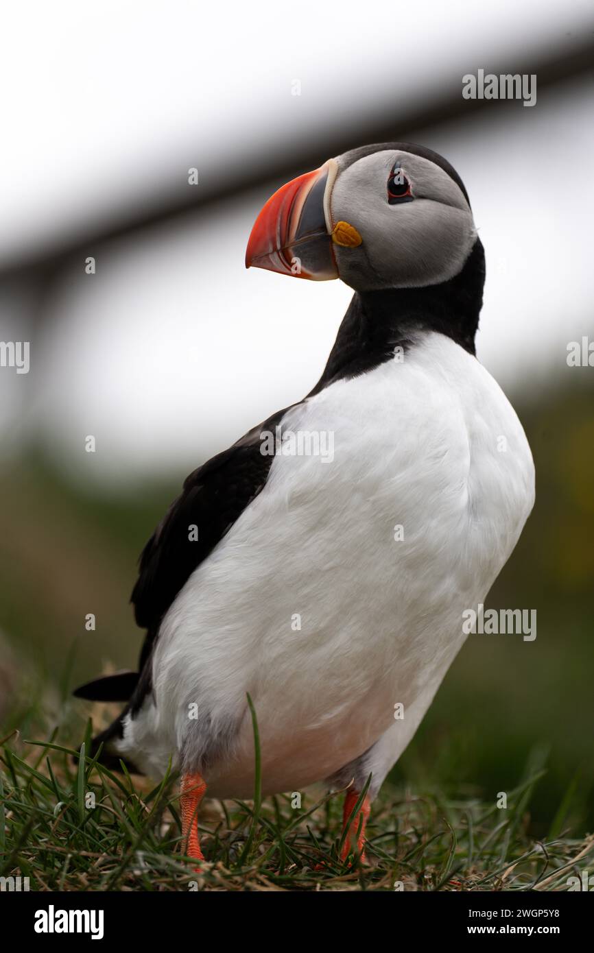 Puffin bird sanctuary hi-res stock photography and images - Alamy