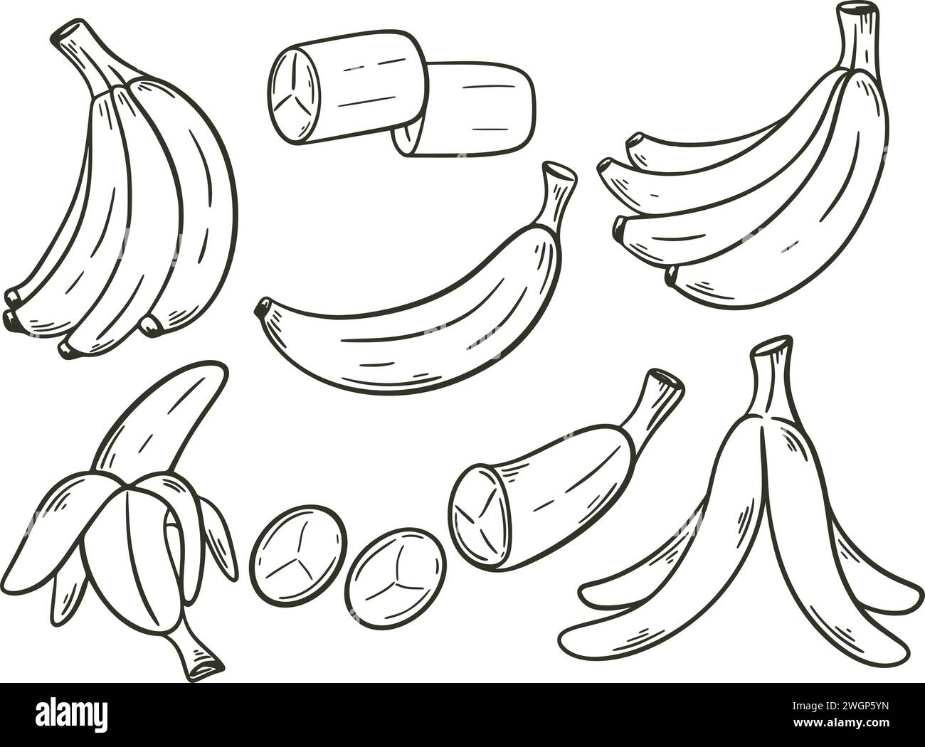 Bananas set hand engraving isolated vector illustration. Sketch of ...