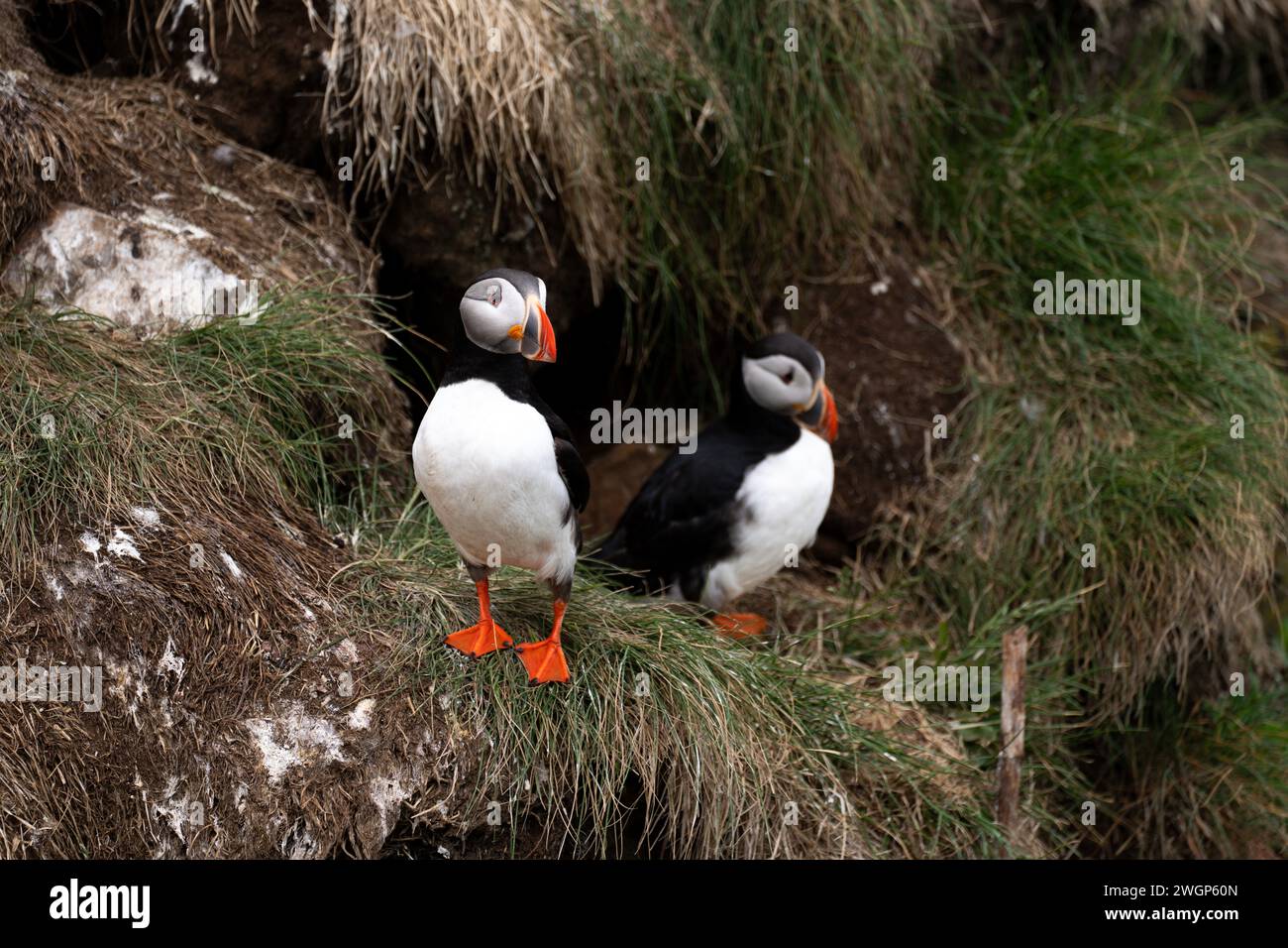 Coastal habitat of puffins hi-res stock photography and images - Alamy