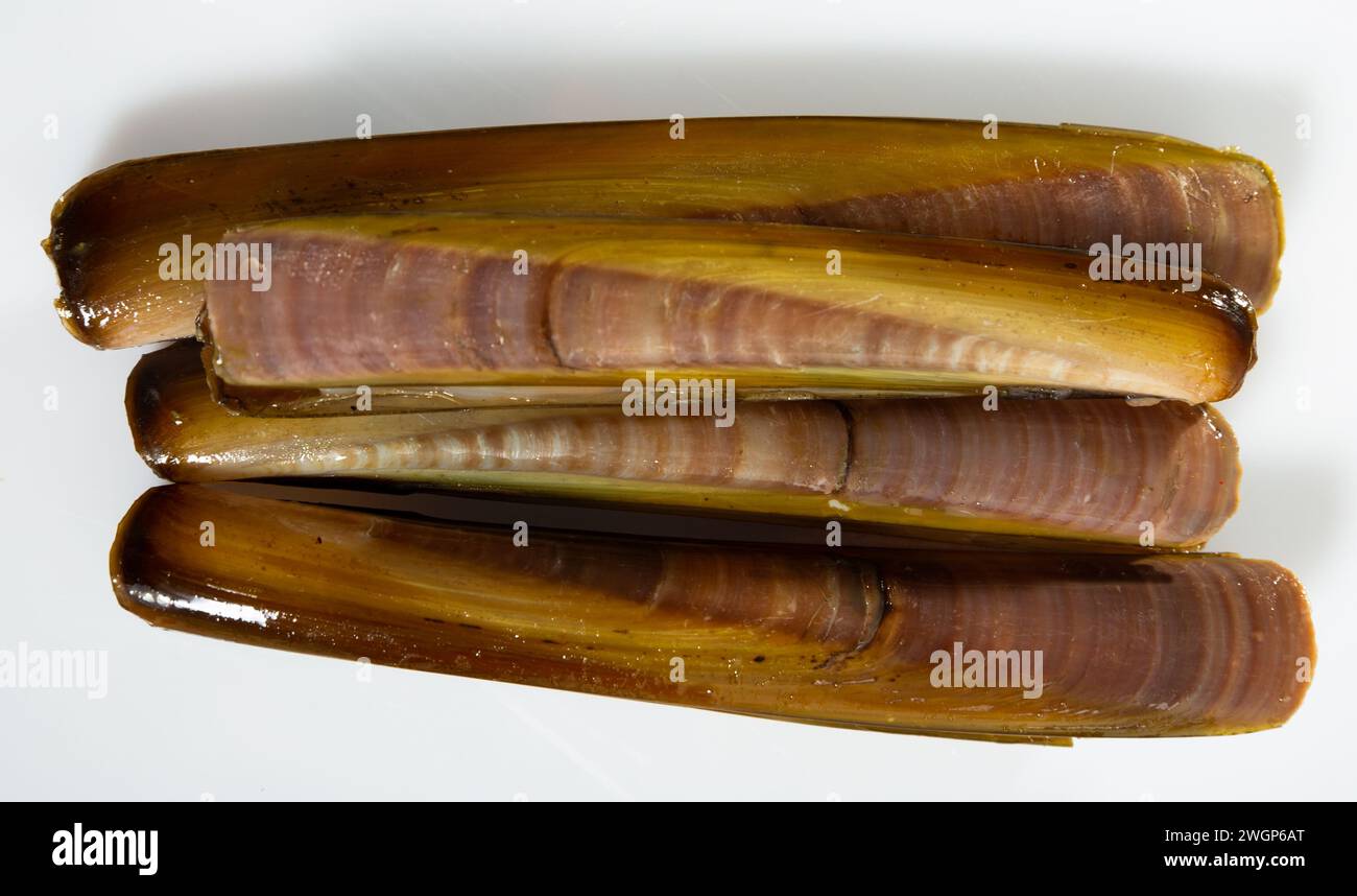 Raw marine mollusks Solen Stock Photo - Alamy