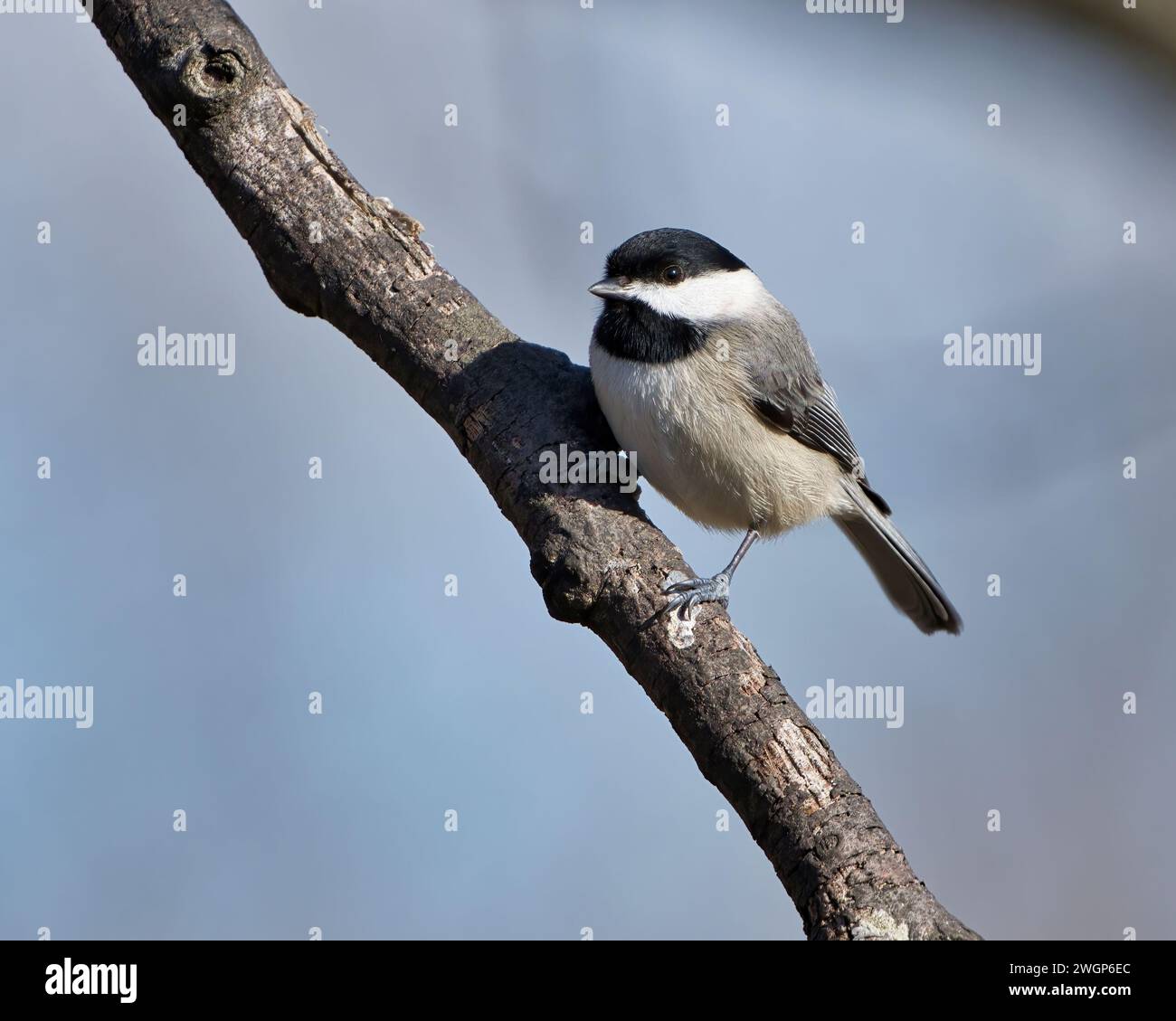 Carolina chickadee sitting on hi-res stock photography and images - Alamy