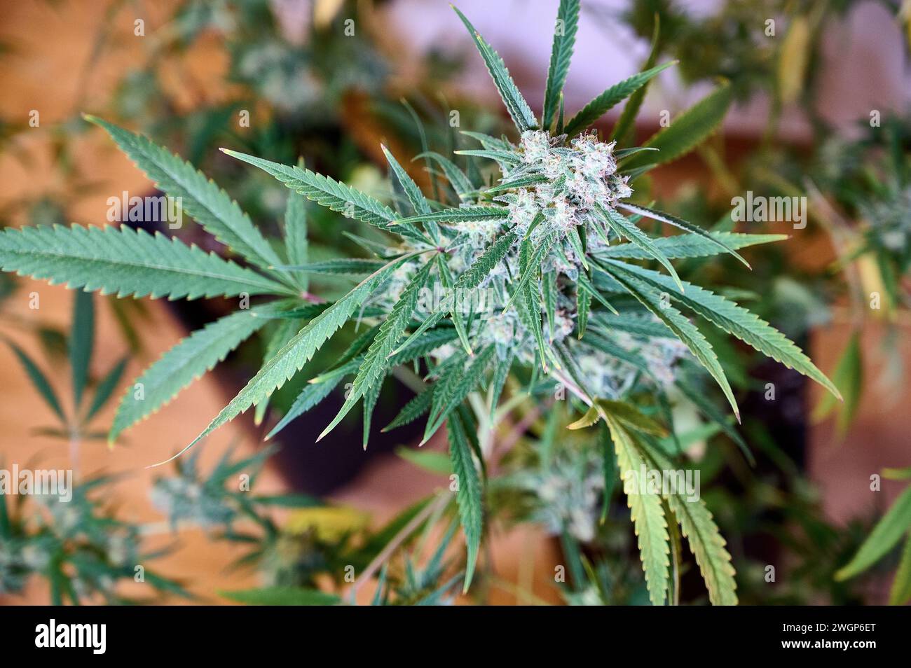 Flowering Cannabis Plant Stock Photo - Alamy