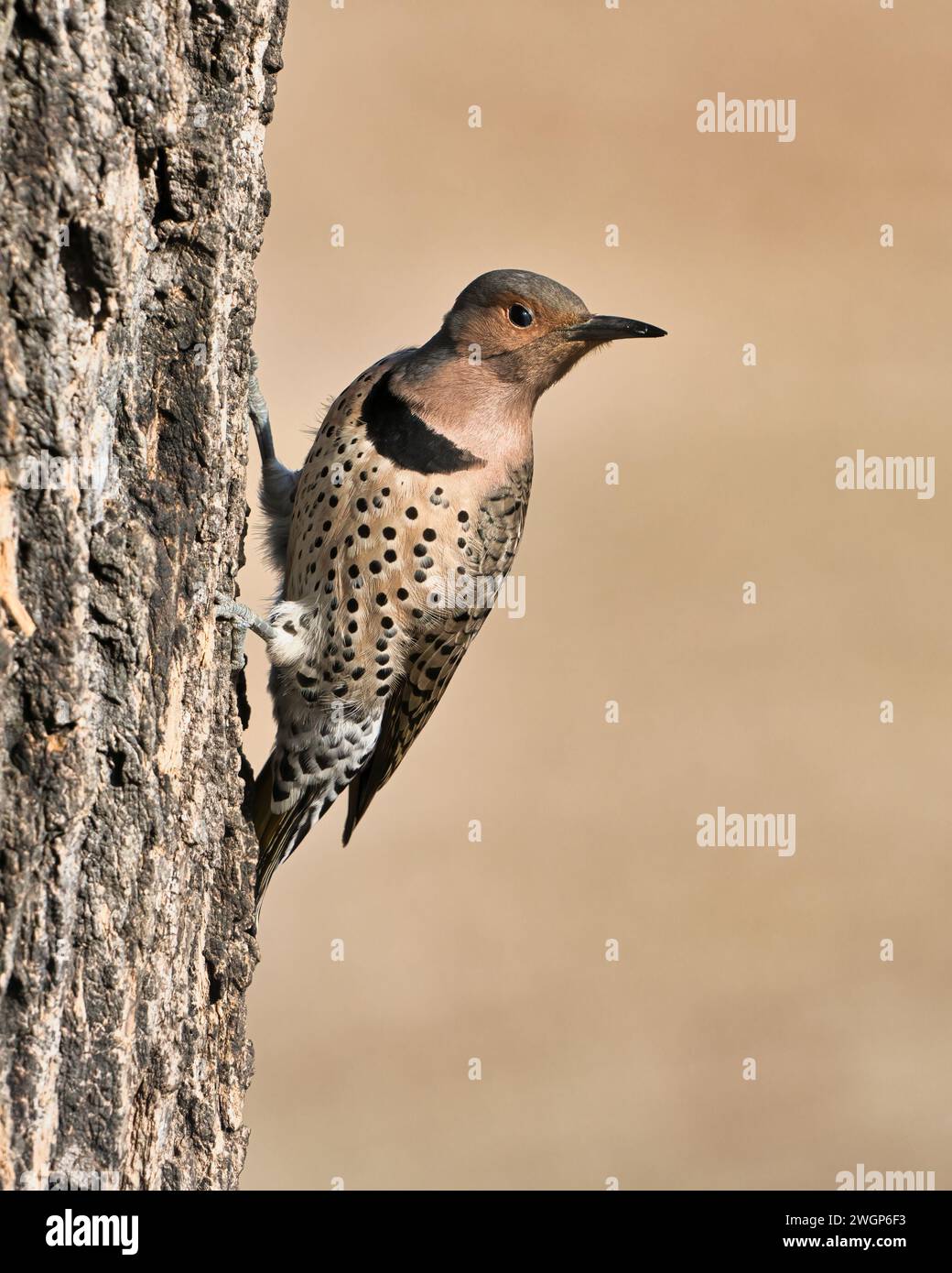 A Northern Flicker perched on a tree on the blurry background Stock ...