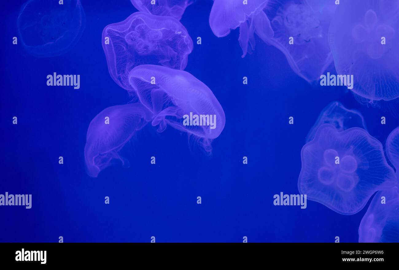 jellyfish swim underwater in aquarium with blue neon light Stock Photo ...