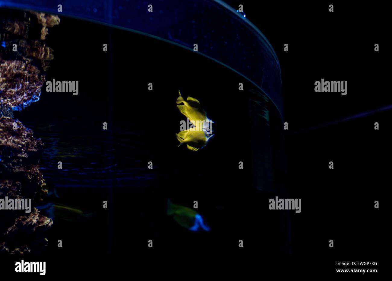 Motion photography aquarium hi-res stock photography and images - Alamy