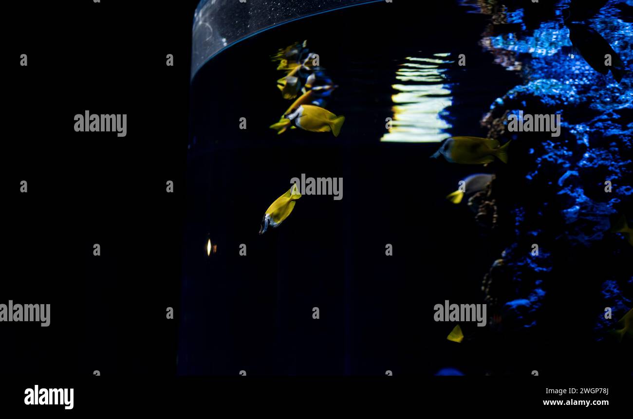 tropical fish with bright colors swims among the coral reef in an ...