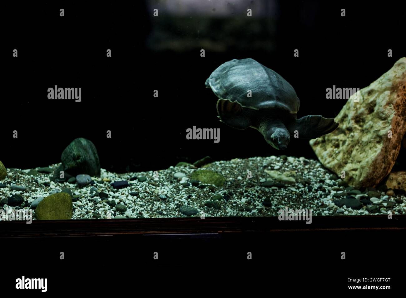Beautiful little turtle swimming in aquarium Stock Photo - Alamy