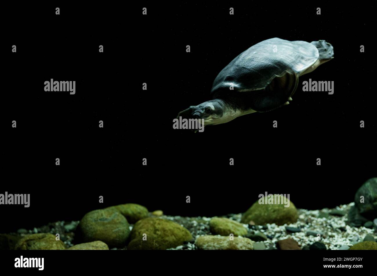 Little turtle swimming in dark water. wildlife Stock Photo - Alamy