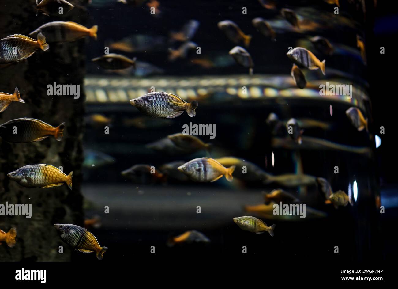 Swim in an aquarium hi-res stock photography and images - Alamy