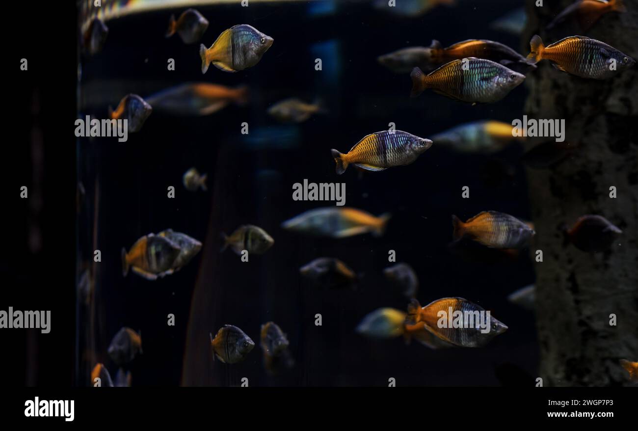 Bright fish hi-res stock photography and images - Alamy