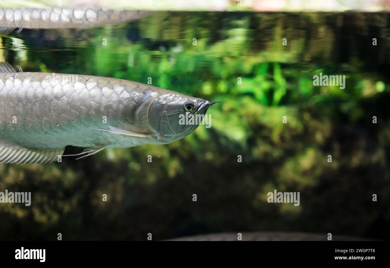 Deep water single fish hi-res stock photography and images - Alamy