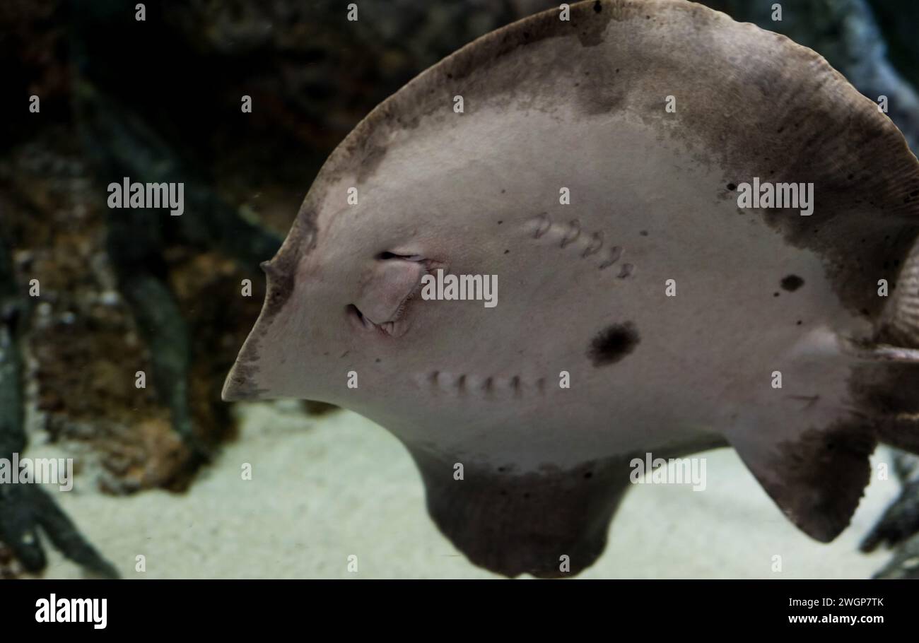 Sea stingray in aquarium. Underwater photo Stock Photo - Alamy