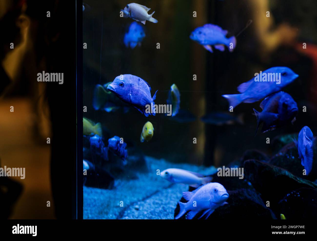 Closeup of a vibrant colorful fishes swimming in aquarium Stock Photo ...