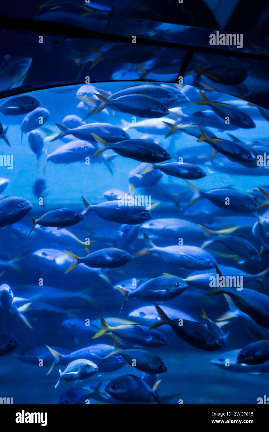 flock of small fish under water background ocean Stock Photo - Alamy