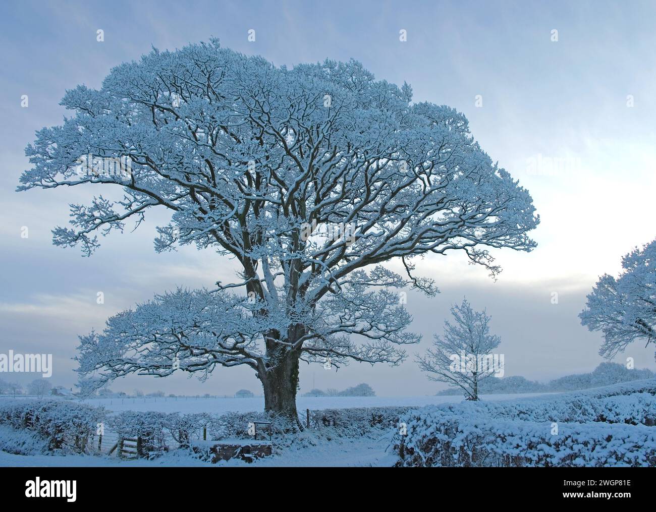 Misty dawn, early morning after heavy overnight snowfall, old snow ...