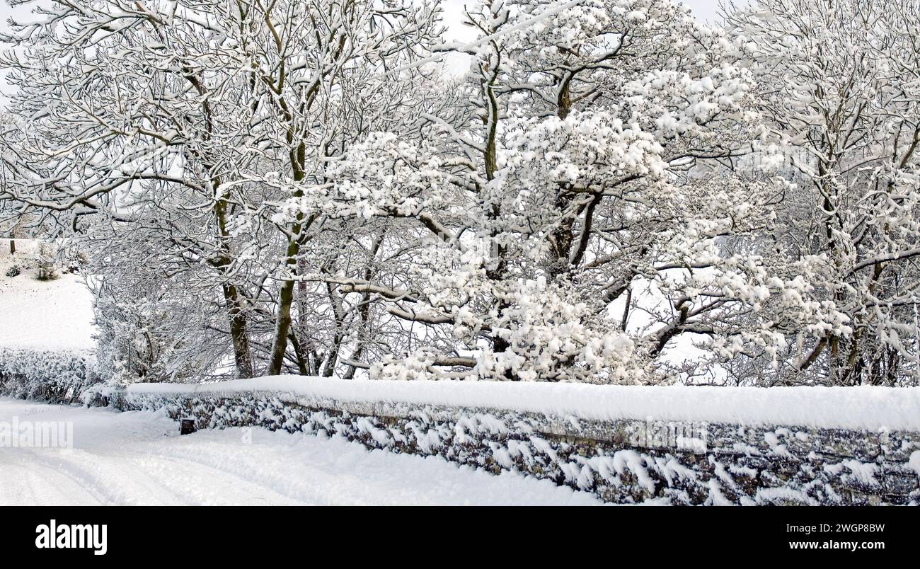 Copse of trees hi-res stock photography and images - Alamy