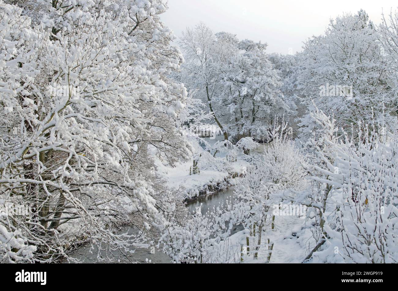 Snow-covered woodland by a stream in rural Cumbria, England, after ...