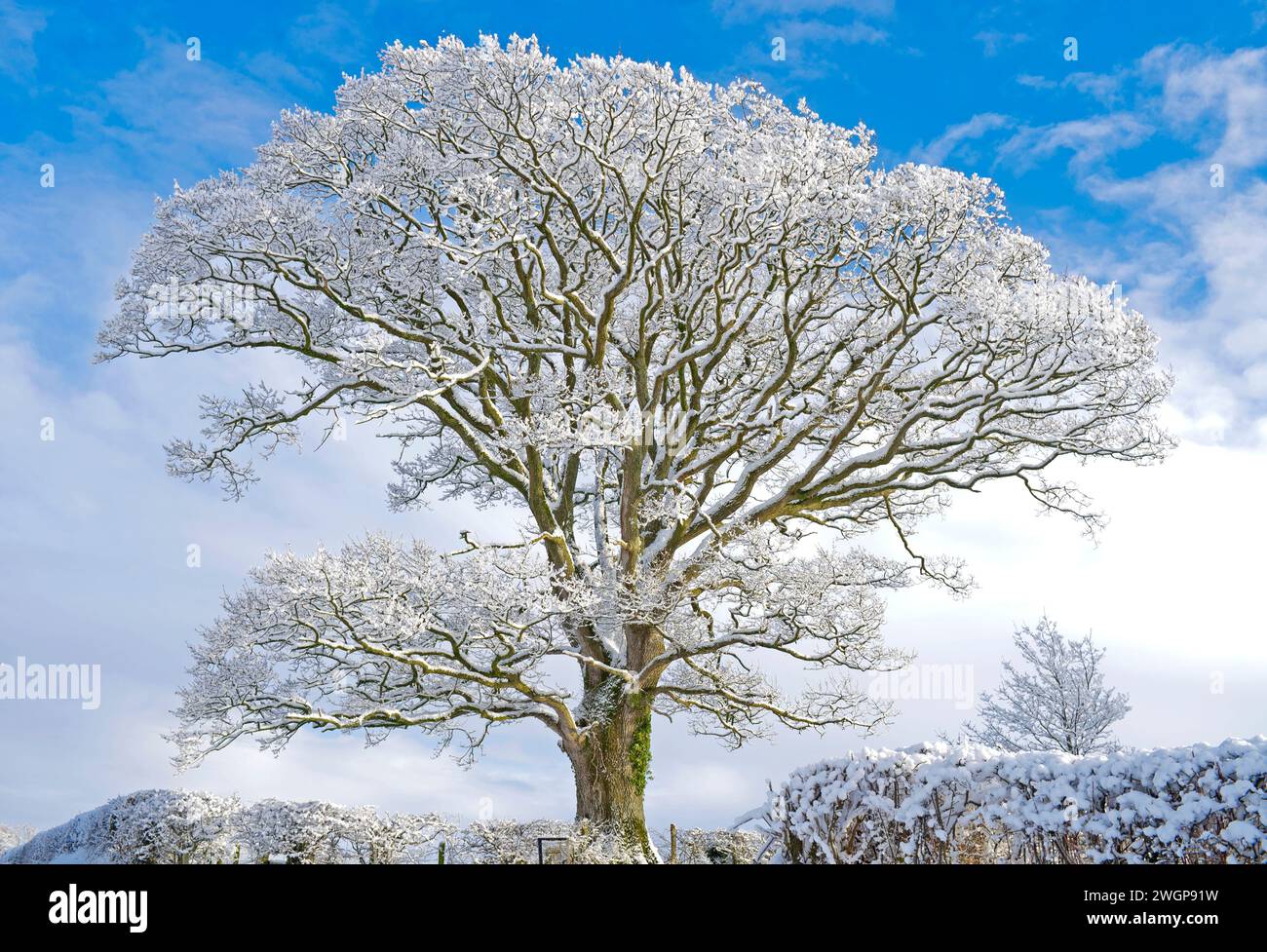 Mature oak tree with snowy branches hi-res stock photography and images ...