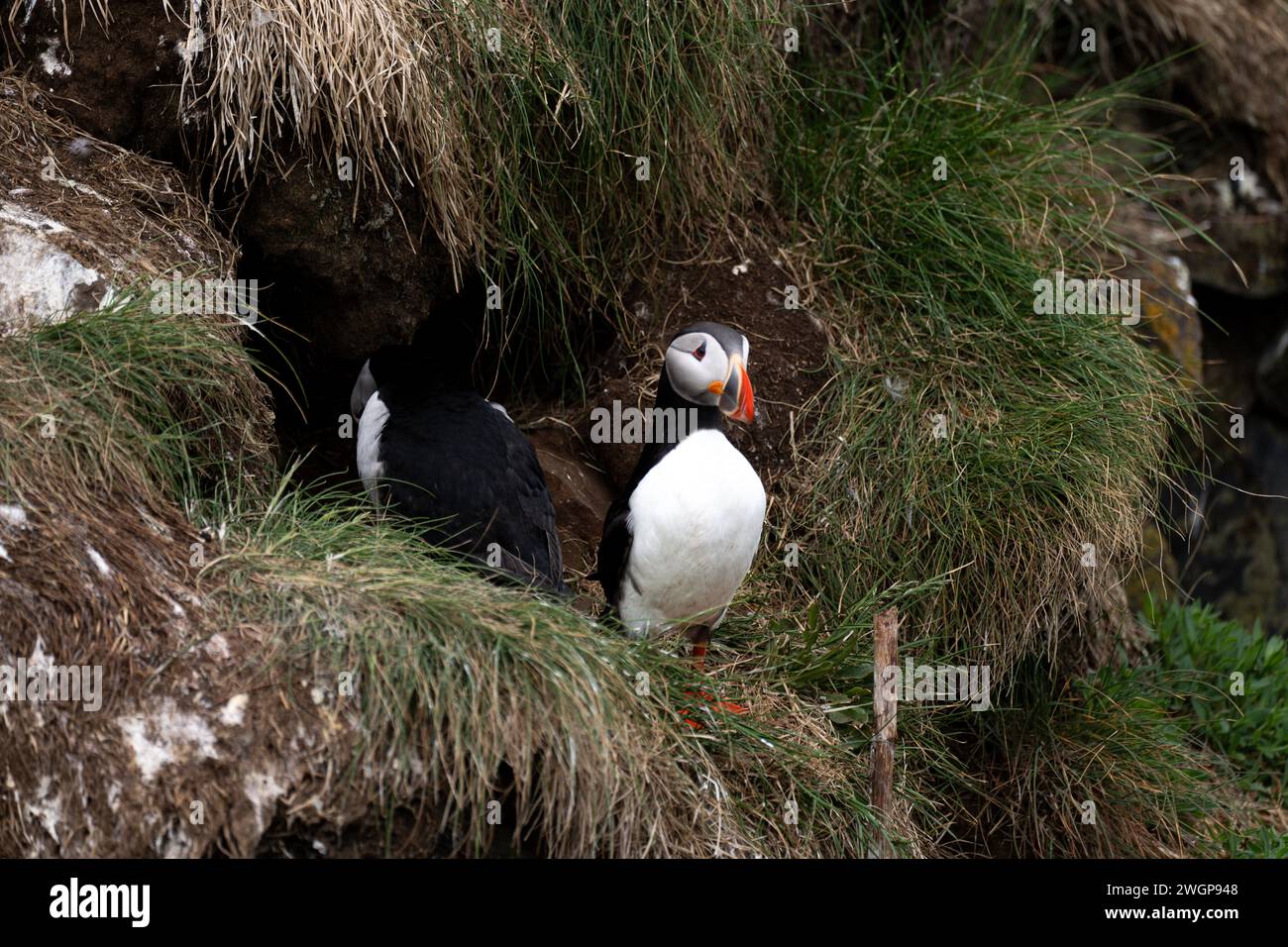 Puffin bird sanctuary hi-res stock photography and images - Alamy