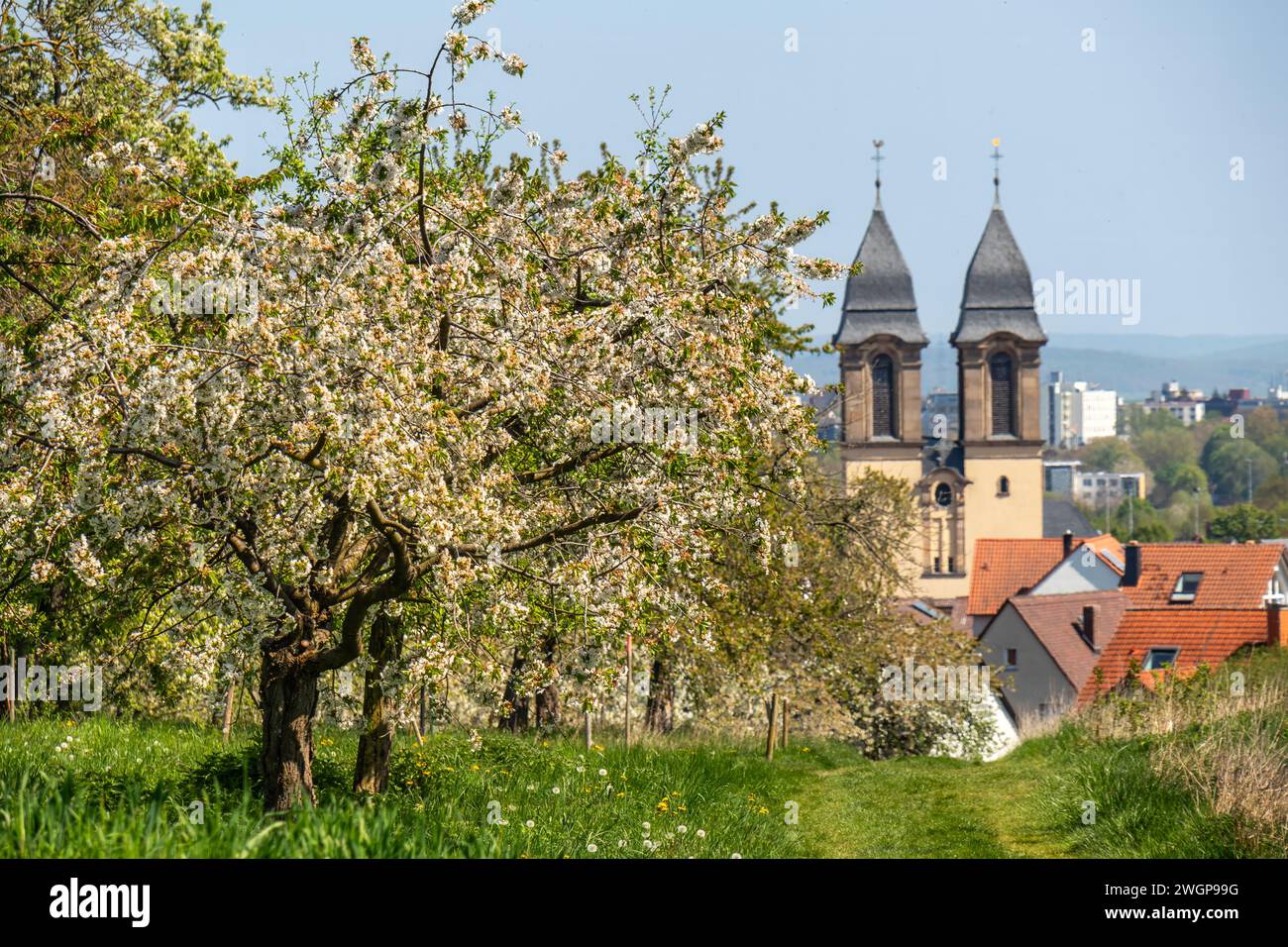 Blossoming cherry trees in the village Ockstadt, part of the town ...