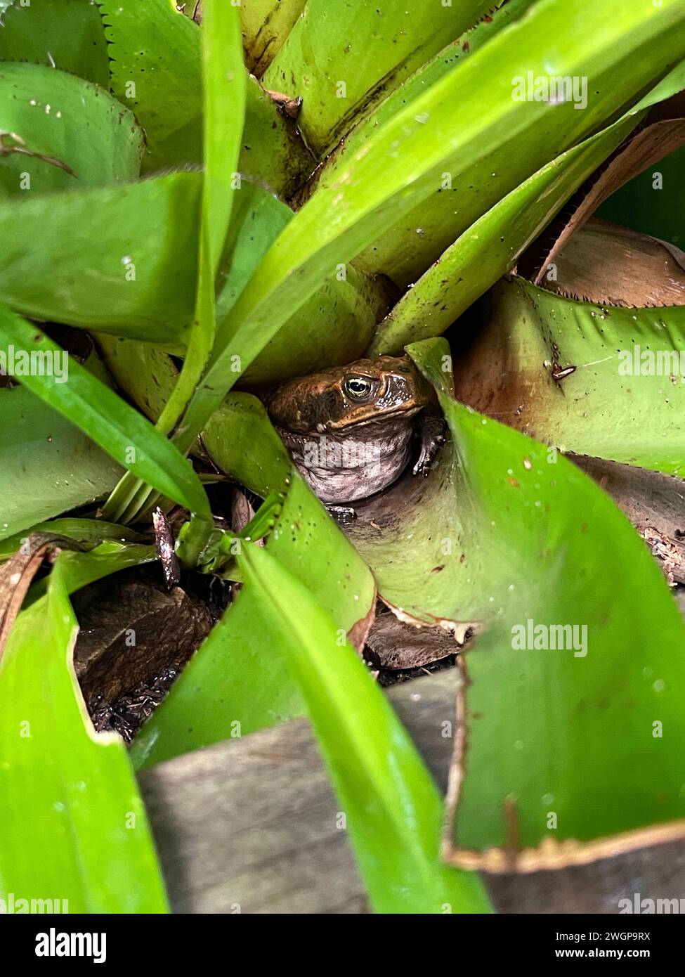 Frog toad in a plant Stock Photo - Alamy