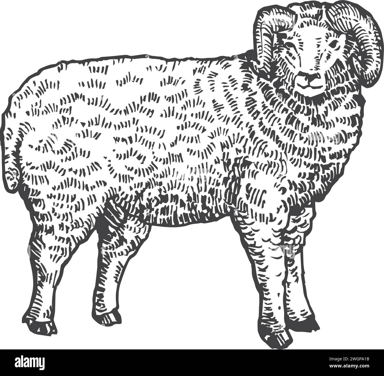Adult Ram Hand Drawn Vector Cattle Illustration. Mutton Domestic Animal ...