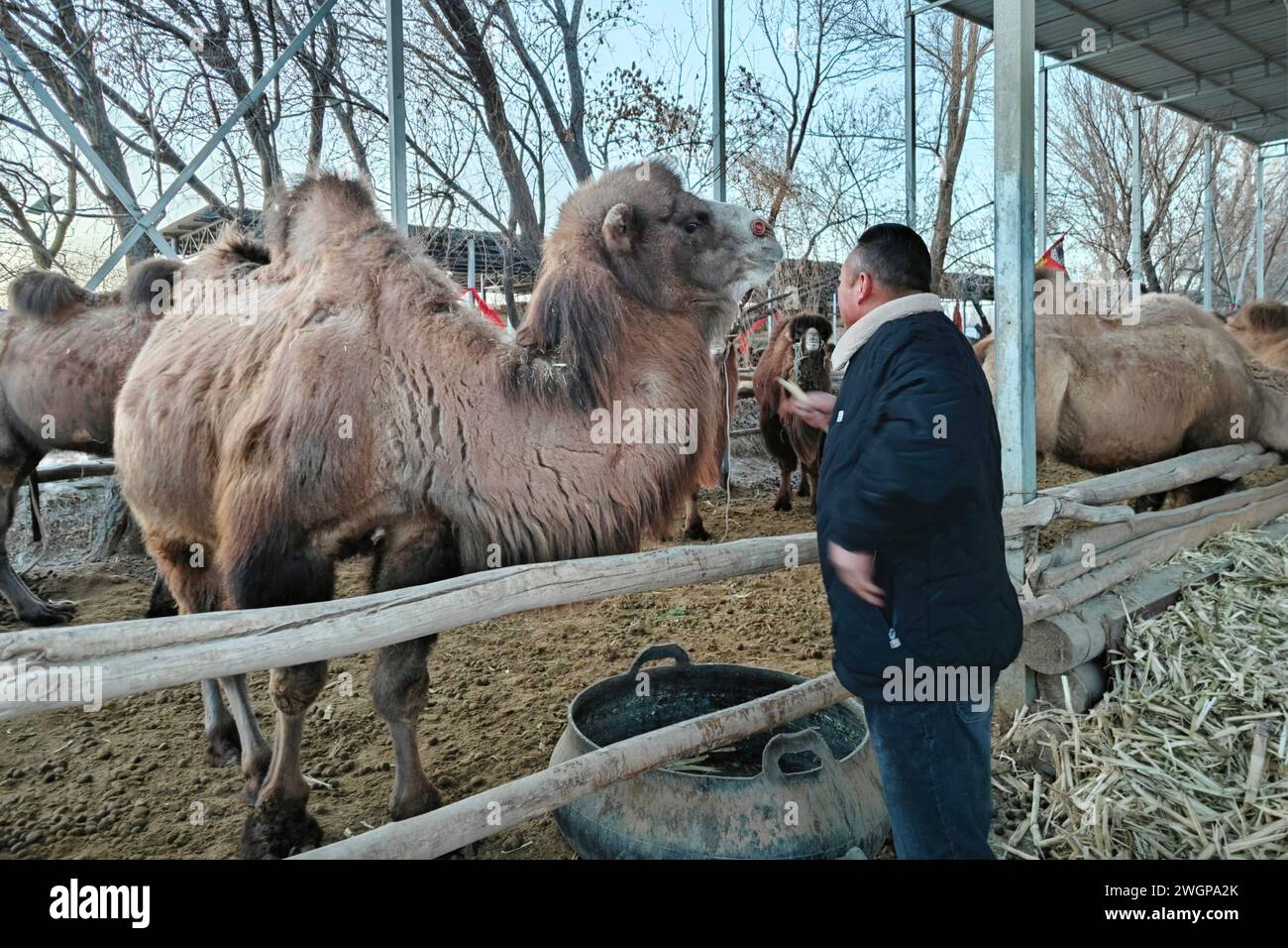 Lanzhou, China's Gansu Province. 24th Jan, 2024. Camel breeder Zhao Wenlong takes care of his ...