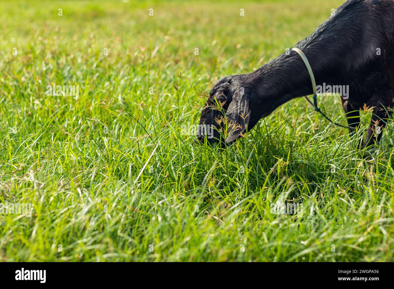 Goat tail domestic hi-res stock photography and images - Alamy