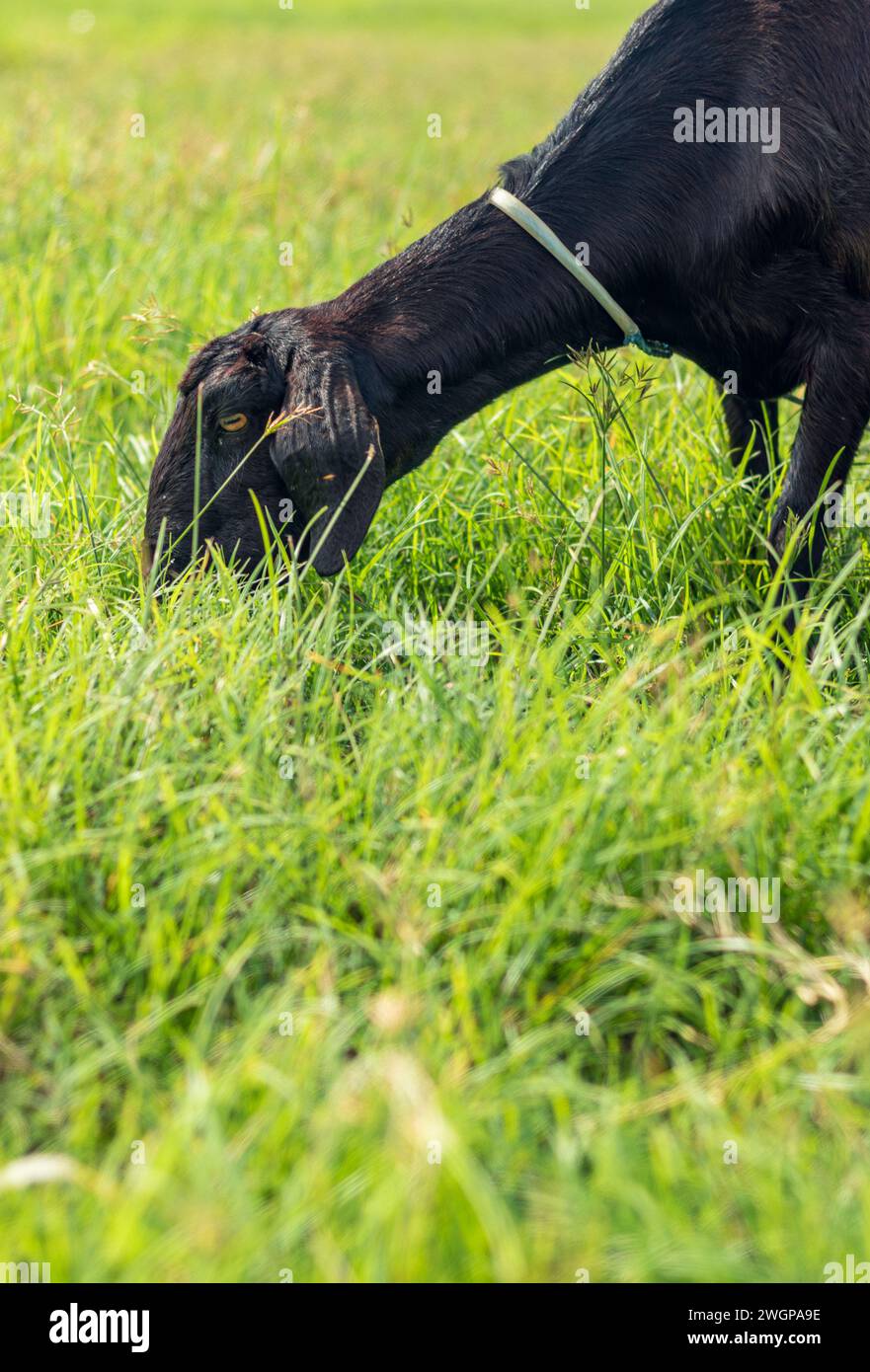Black goat eating fresh grass in the garden Stock Photo - Alamy
