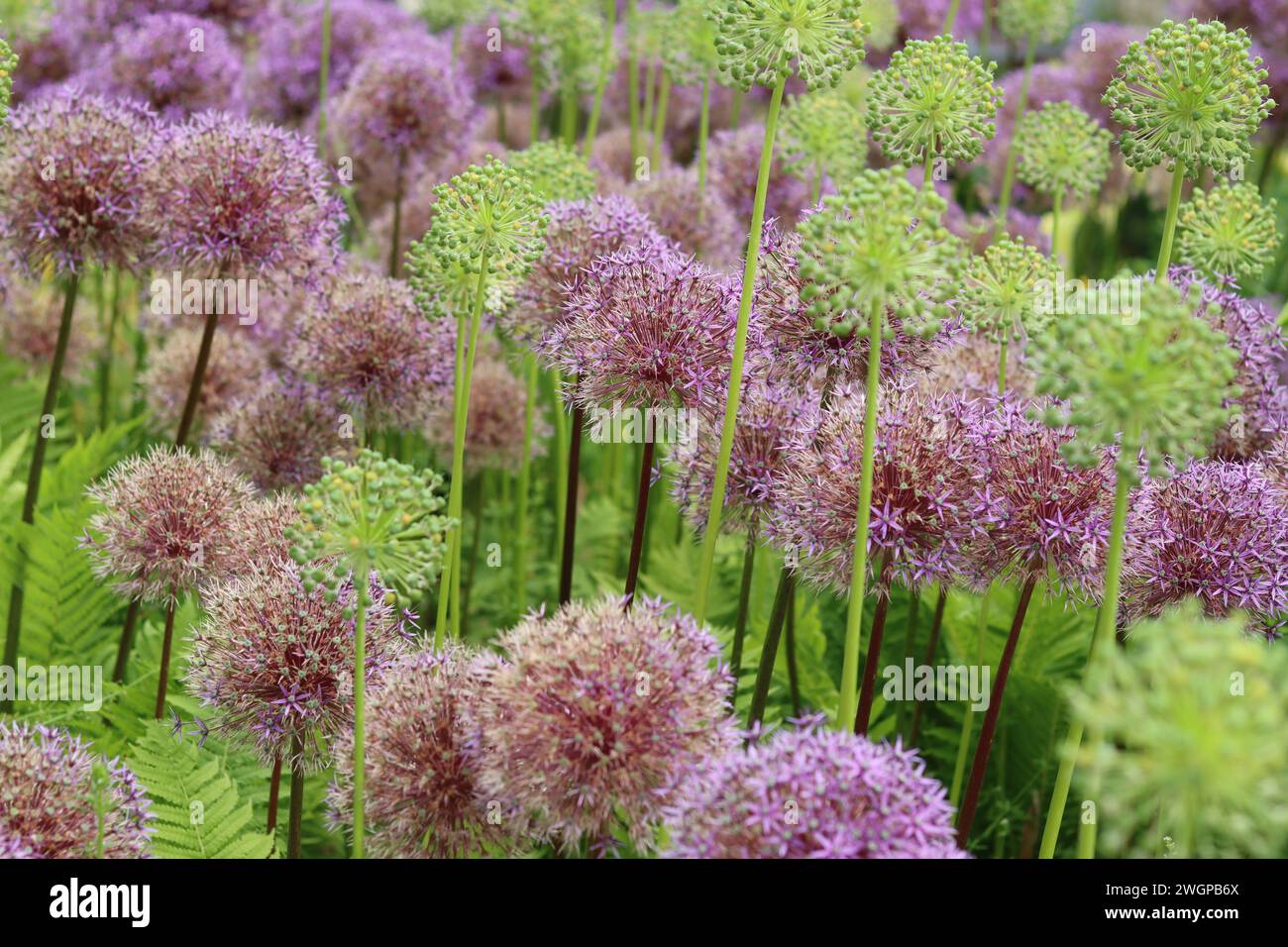 Allium seed heads hi-res stock photography and images - Alamy