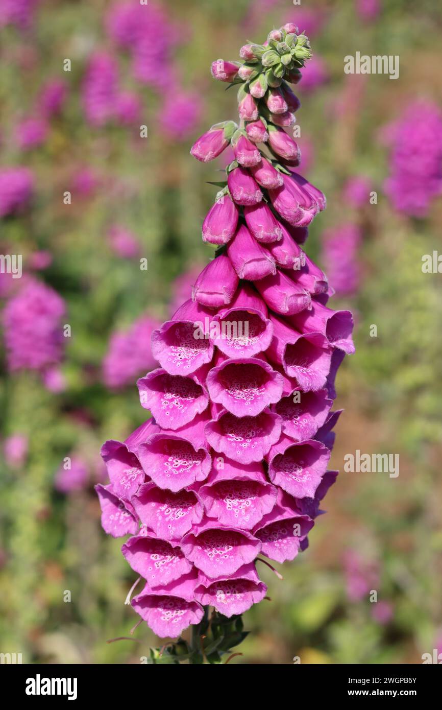 Close up of a large pink foxglove on a hillside covered in foxgloves ...