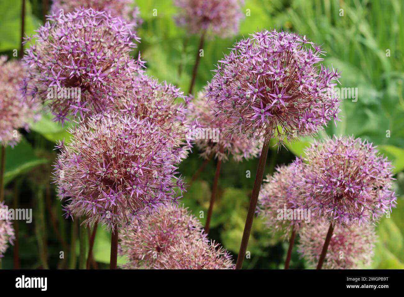 Allium seed heads hi-res stock photography and images - Alamy