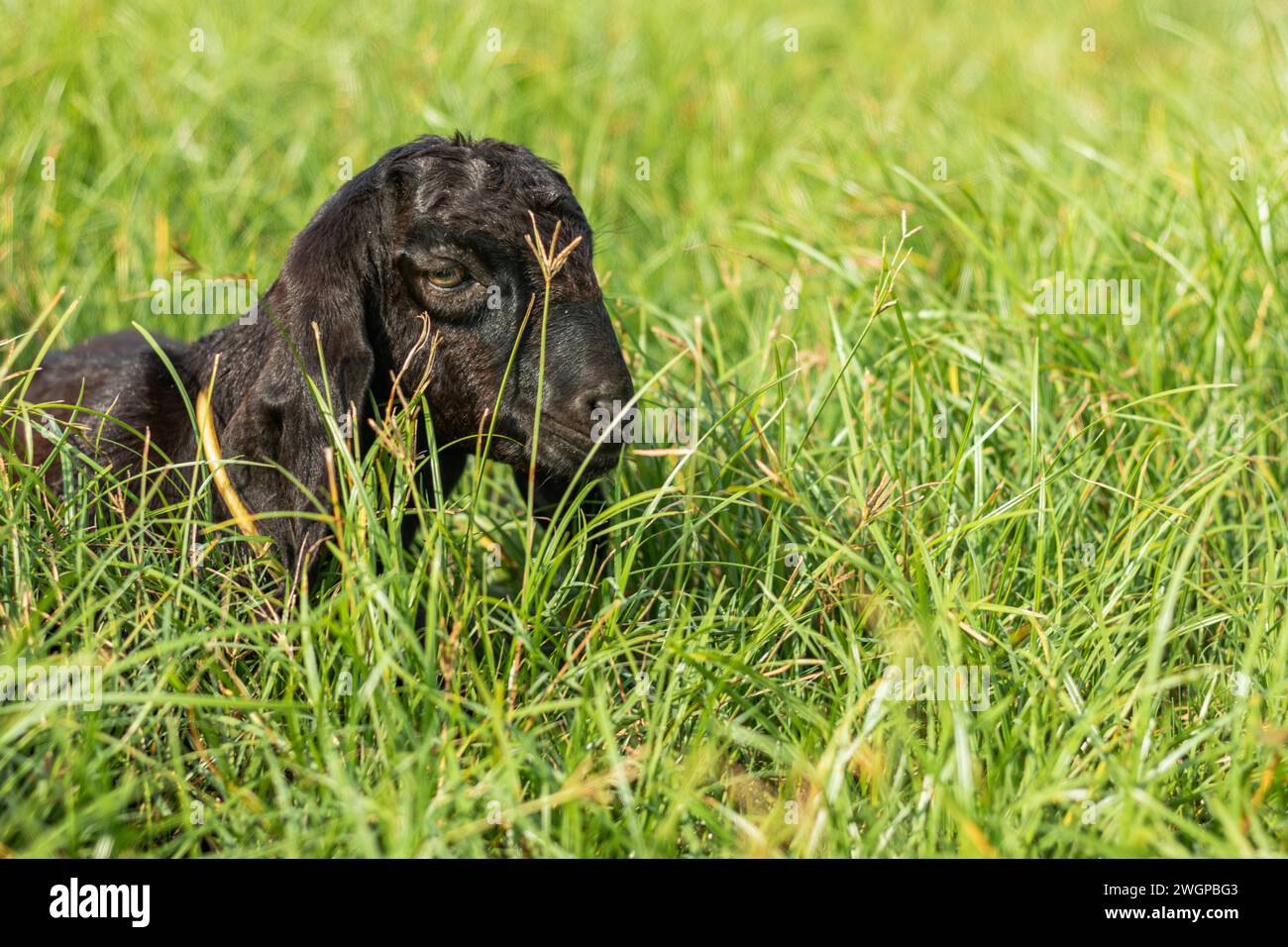 Lying young goat hi-res stock photography and images - Alamy