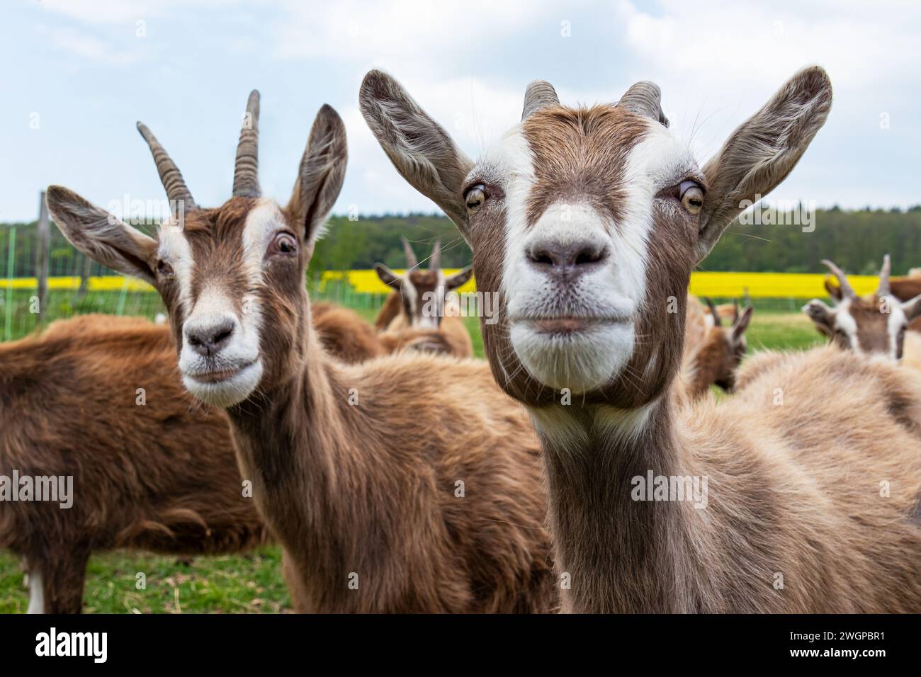Curious goats hi-res stock photography and images - Alamy