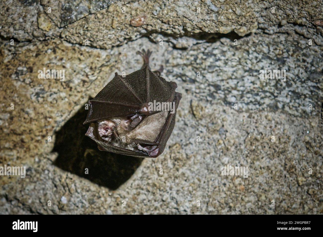 Podyji, Czech Republic. 06th Feb, 2024. Winter census of bats in the ...