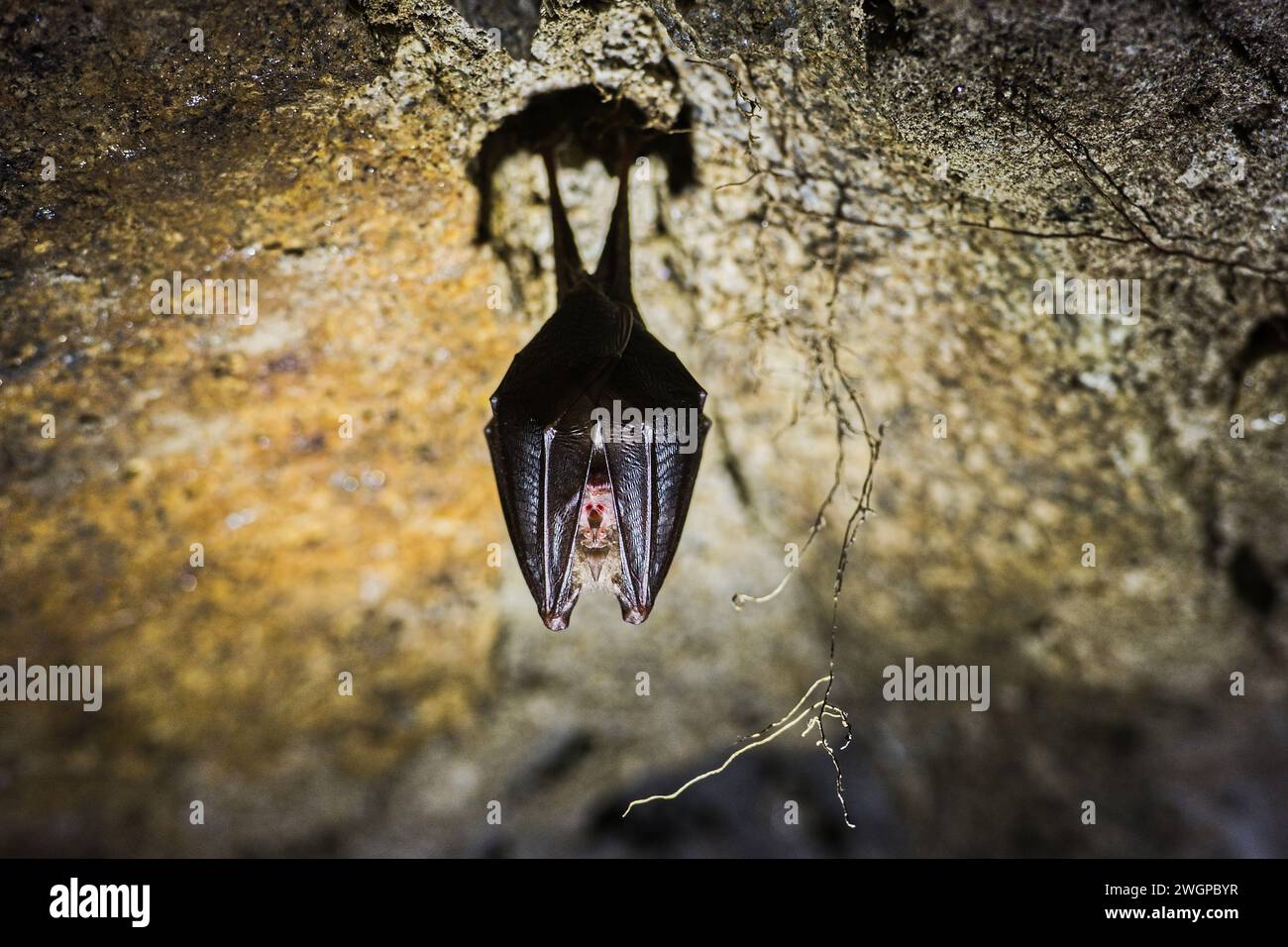 Podyji, Czech Republic. 06th Feb, 2024. Winter census of bats in the ...