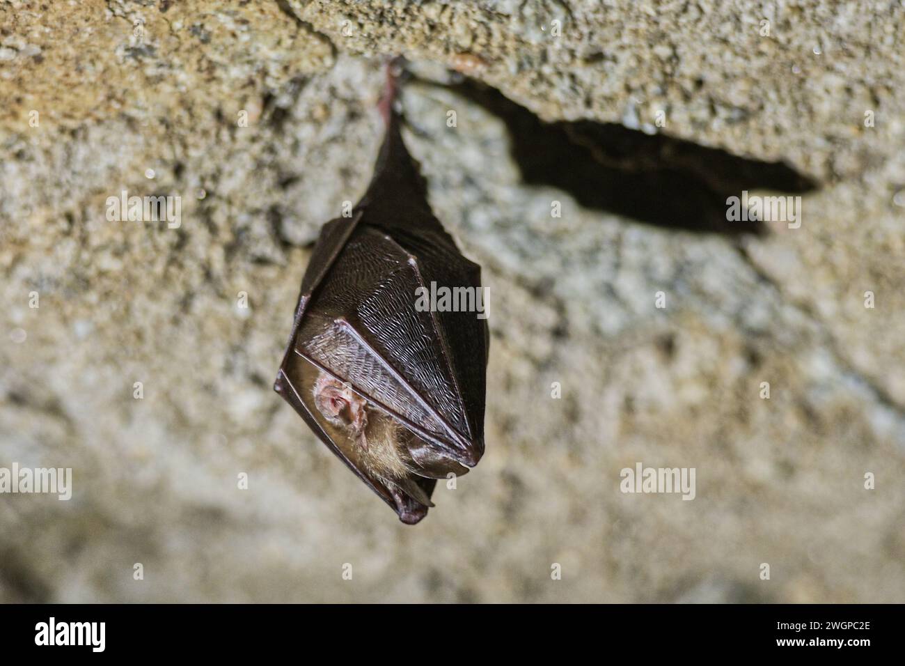 Podyji, Czech Republic. 06th Feb, 2024. Winter census of bats in the ...