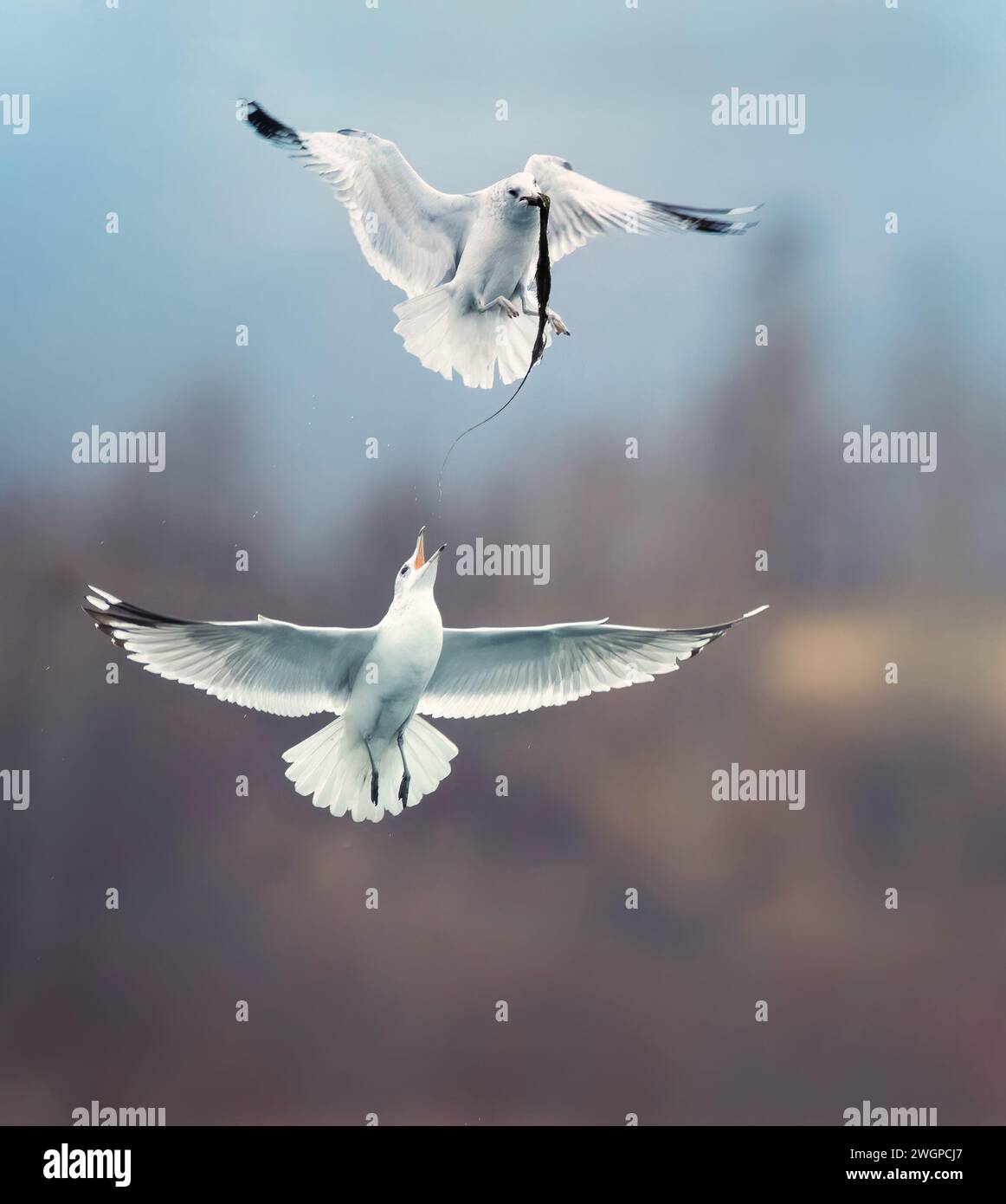 Wildlife background of seagull hunting on a pond, has fish in its beak ...