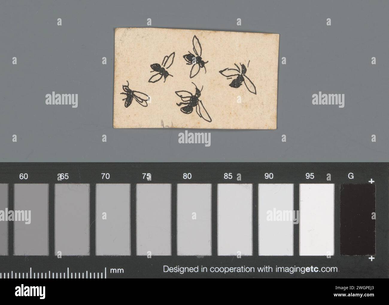 Five Wasps, Anonymous, in Or Before 1887 - 1970 drawing paper. India ...