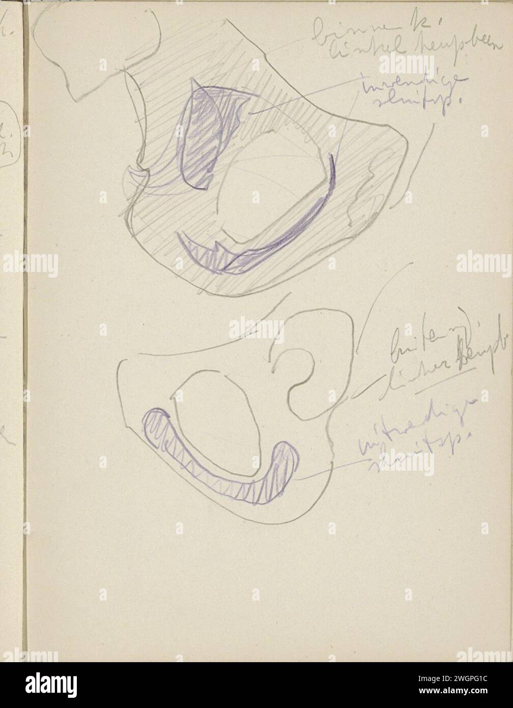 Inside and outside of a hip bone, 1906 - 1945 Page 62 Recto from a ...