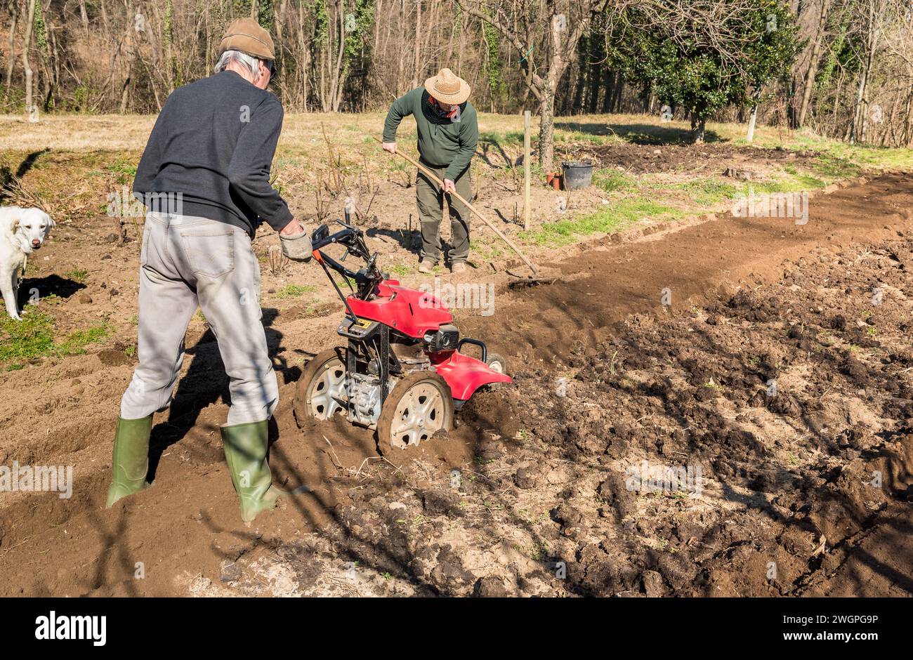 Two elderly men tilling ground soil with a rototiller in the garden ...
