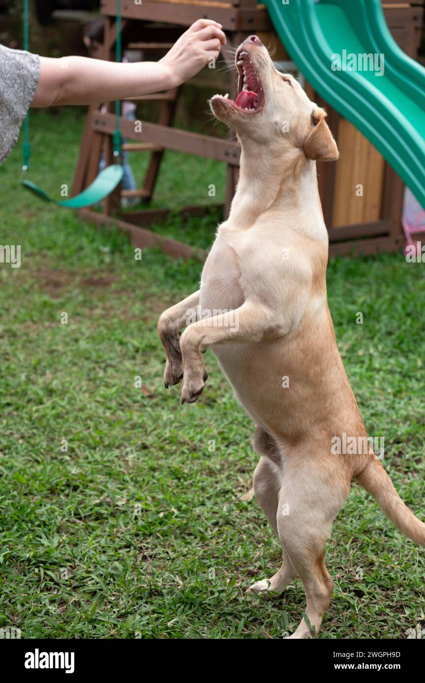 Training labrador dog at pet school on green grass background Stock ...